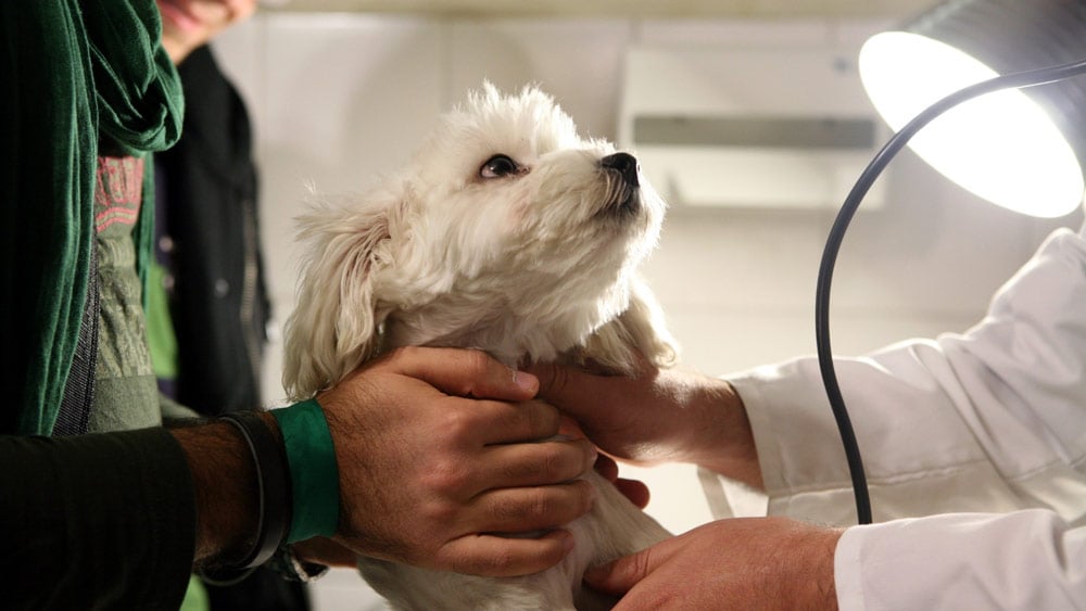 Veterinary Triage Protocol: ensuring that patients who need the most ...