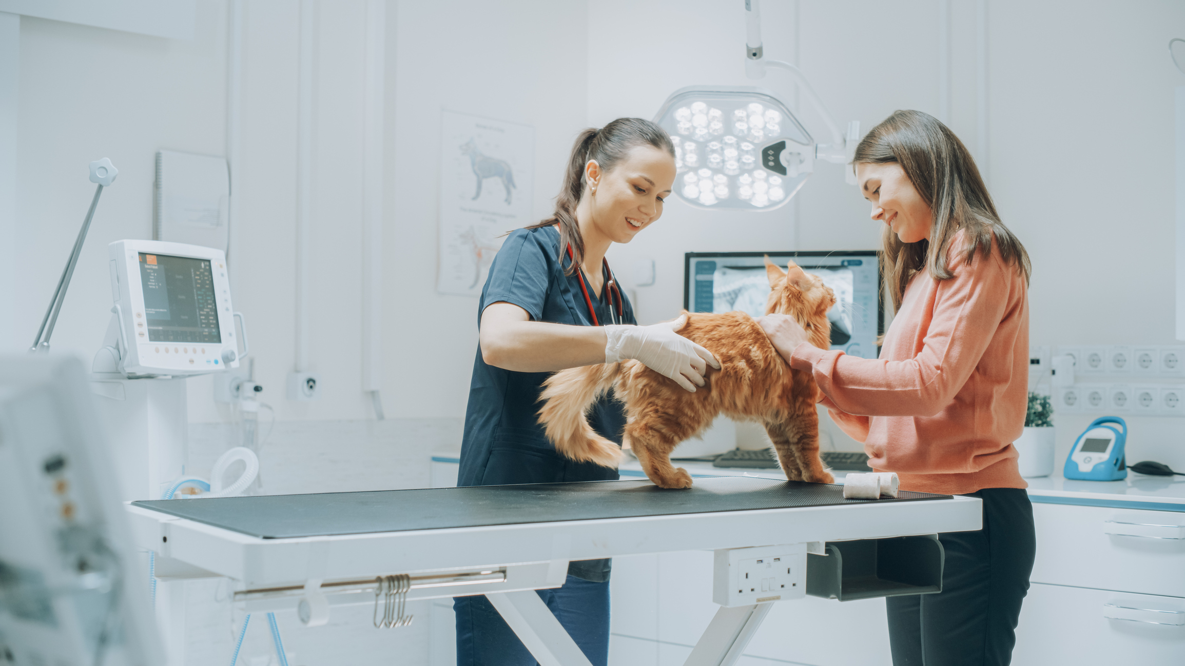 Provet Cloud Veterinary Software